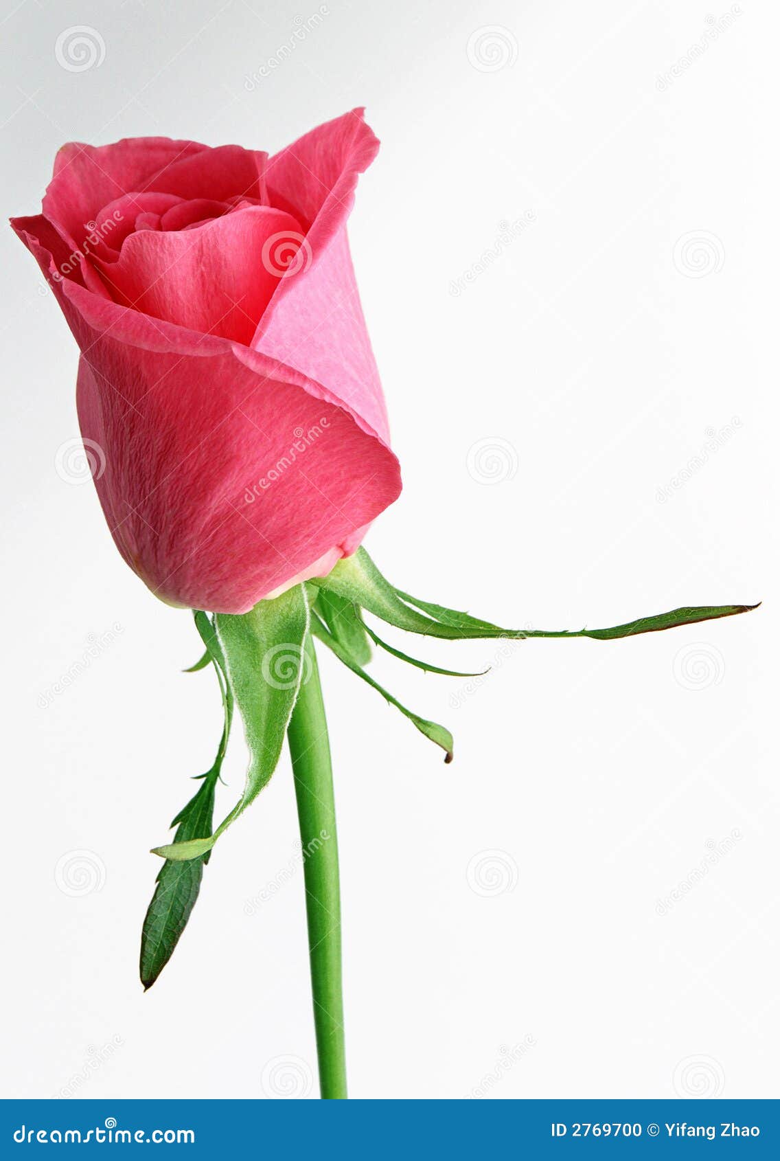 Rose stock photo. Image of isolated, florist, group, individuality ...