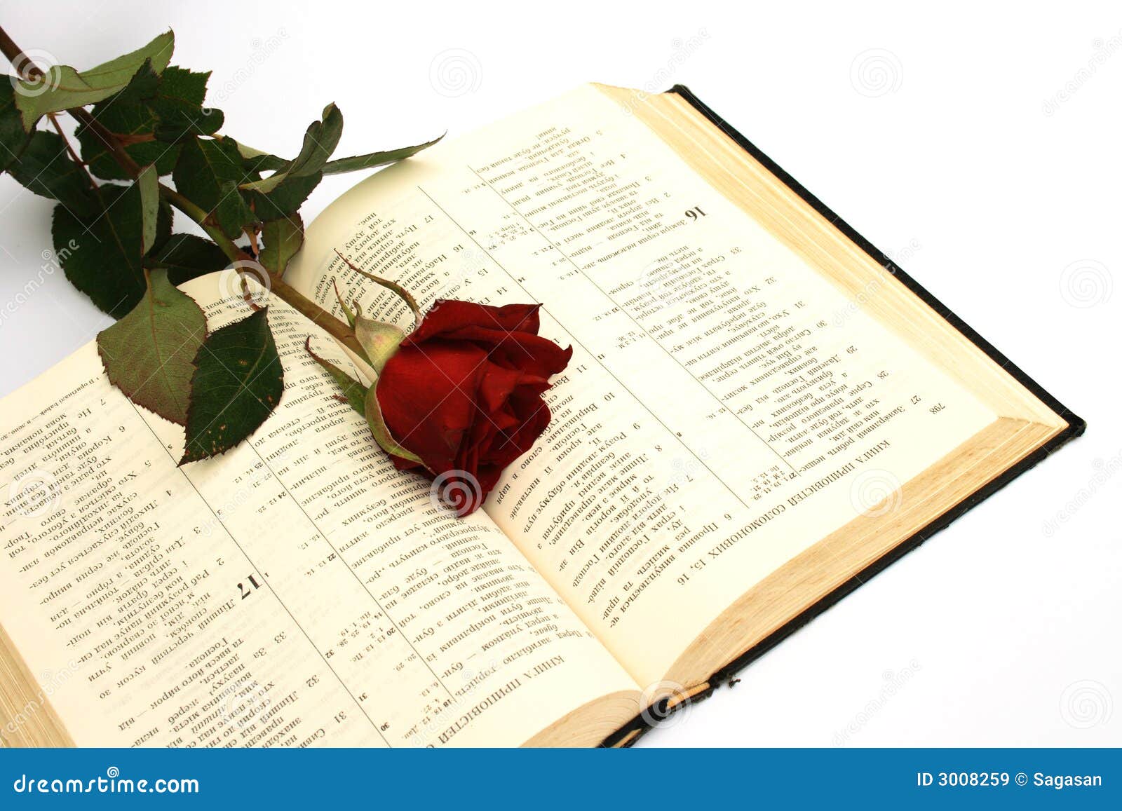 Rose stock image. Image of holy, flower, book, white, scriptures - 3008259