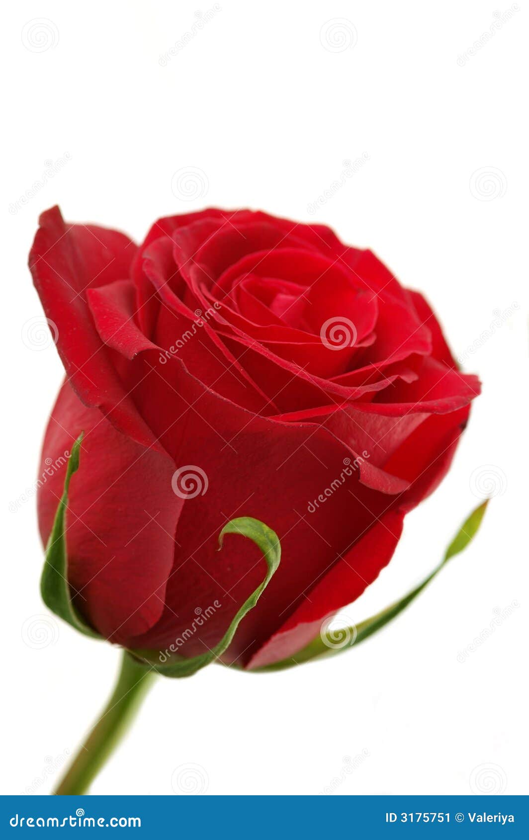 Rose stock image. Image of light, natural, macro, open - 3175751