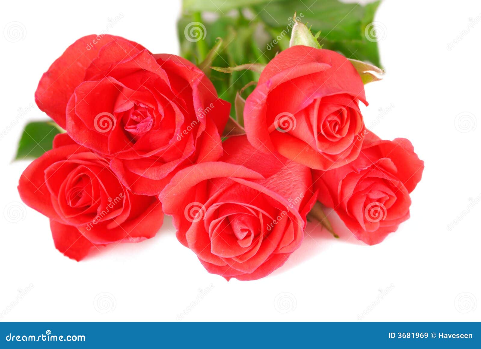 Rose stock image. Image of beauty, flower, isolated, gift - 3681969