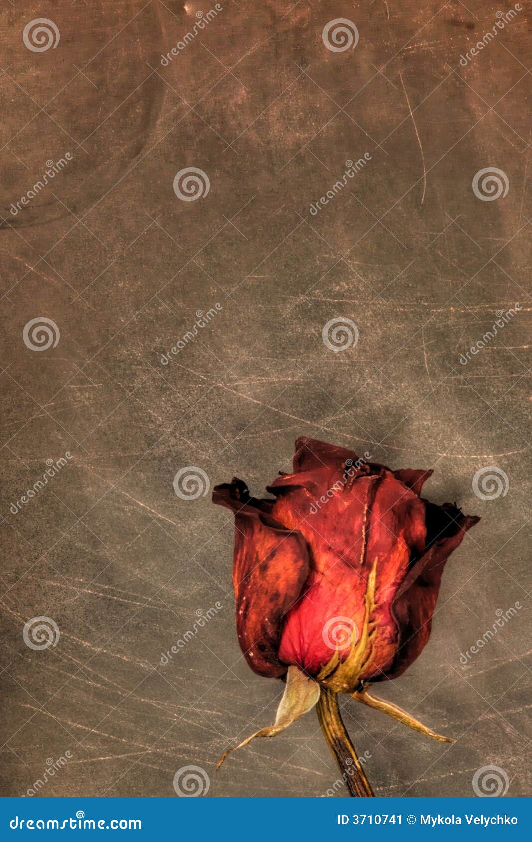 Old Dried Rose stock image. Image of rose, paper, texture - 3710741