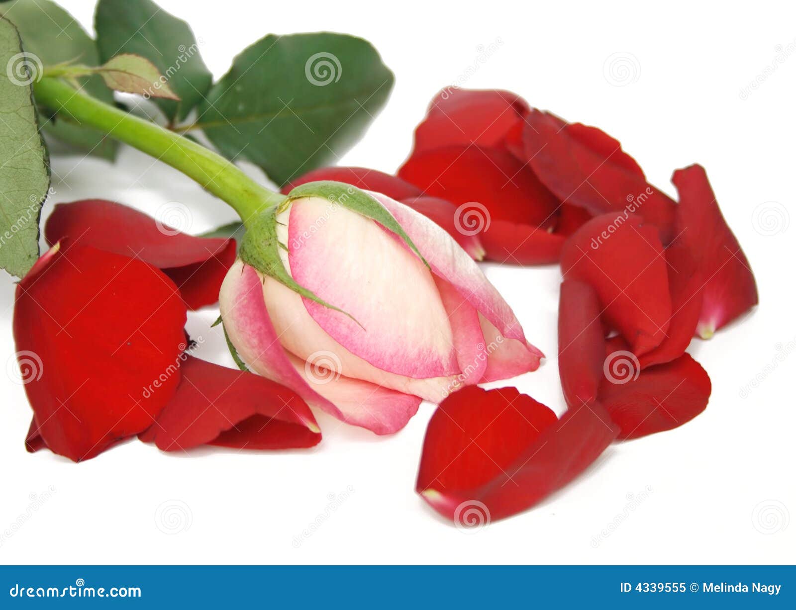 Rose stock image. Image of beautiful, roseate, elegant - 4339555