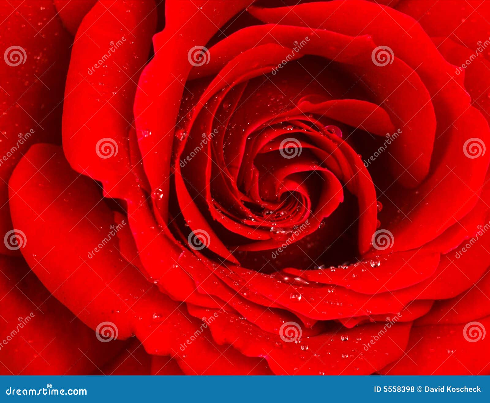 Rose photo stock. Image du lame, nature, pluie, rose, normal - 5558398