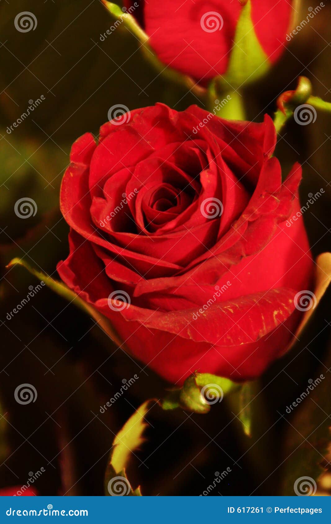 Rose stock image. Image of flower, attraction, luxury, bloom - 617261