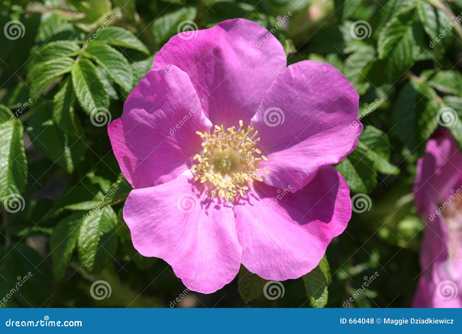 Rose stock photo. Image of grass, weed, rose, alone, reed - 664048