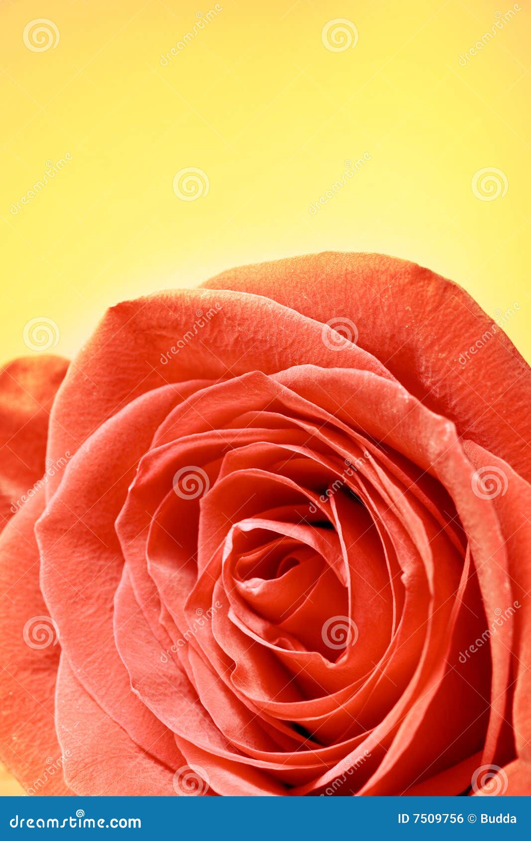 Rose stock photo. Image of decor, love, single, symbol - 7509756