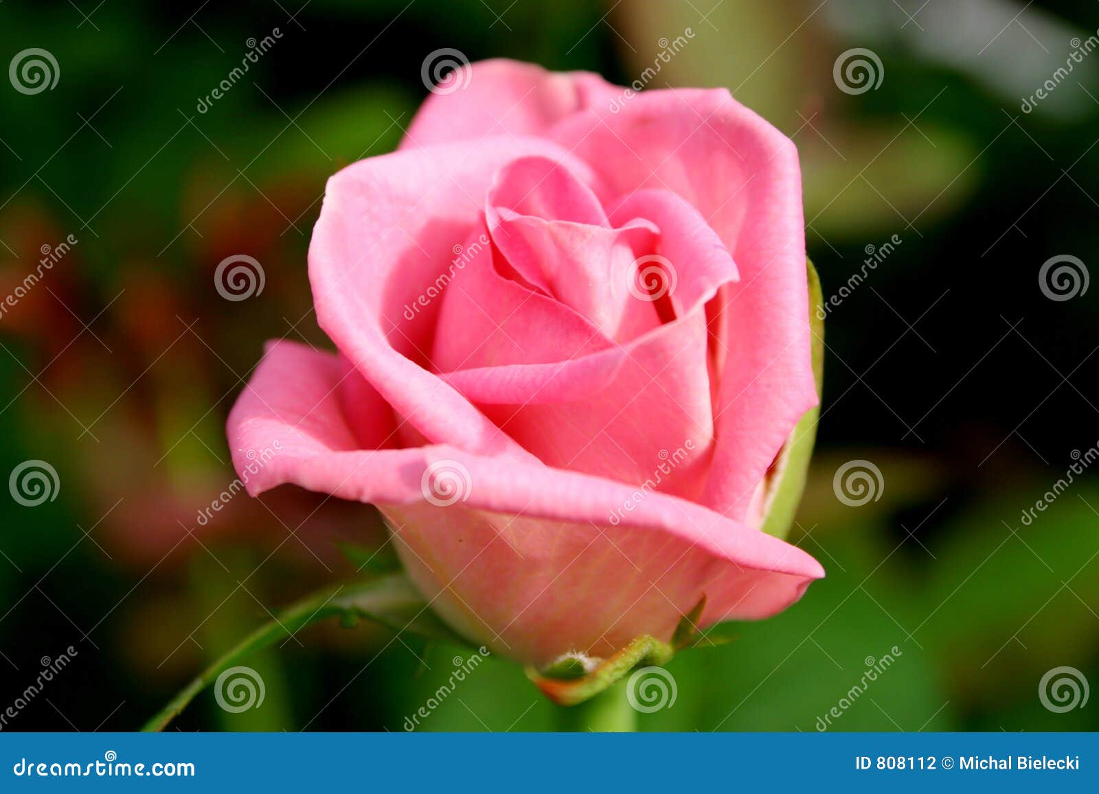 Rose stock photo. Image of pink, beauty, aniversary, plants - 808112
