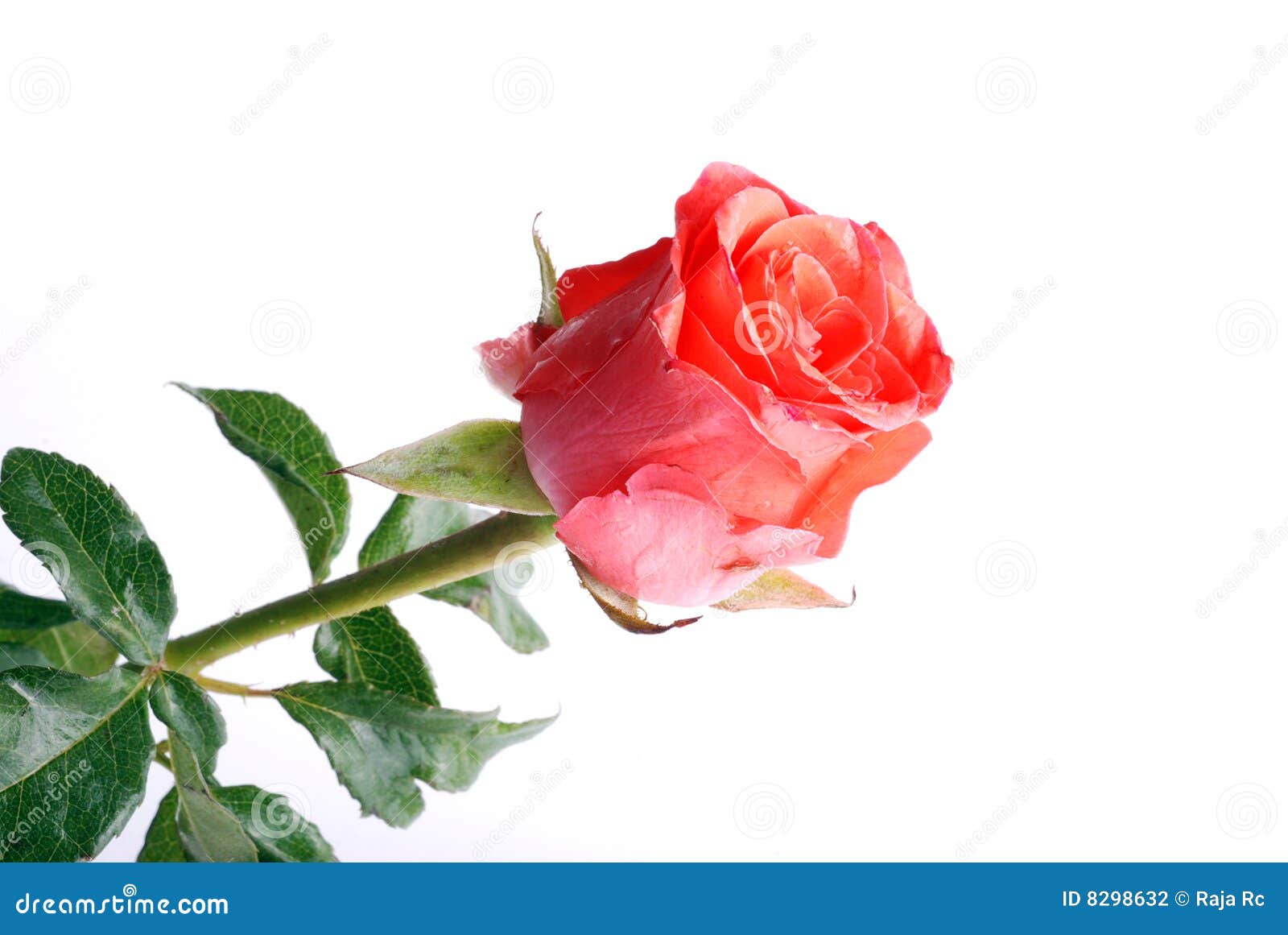 Rose foto de archivo. Imagen de brillante, fechado, hoja - 8298632