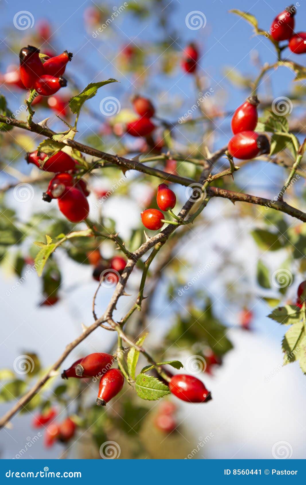 Rose stock image. Image of rose, twig, closeup, fall, branches - 8560441