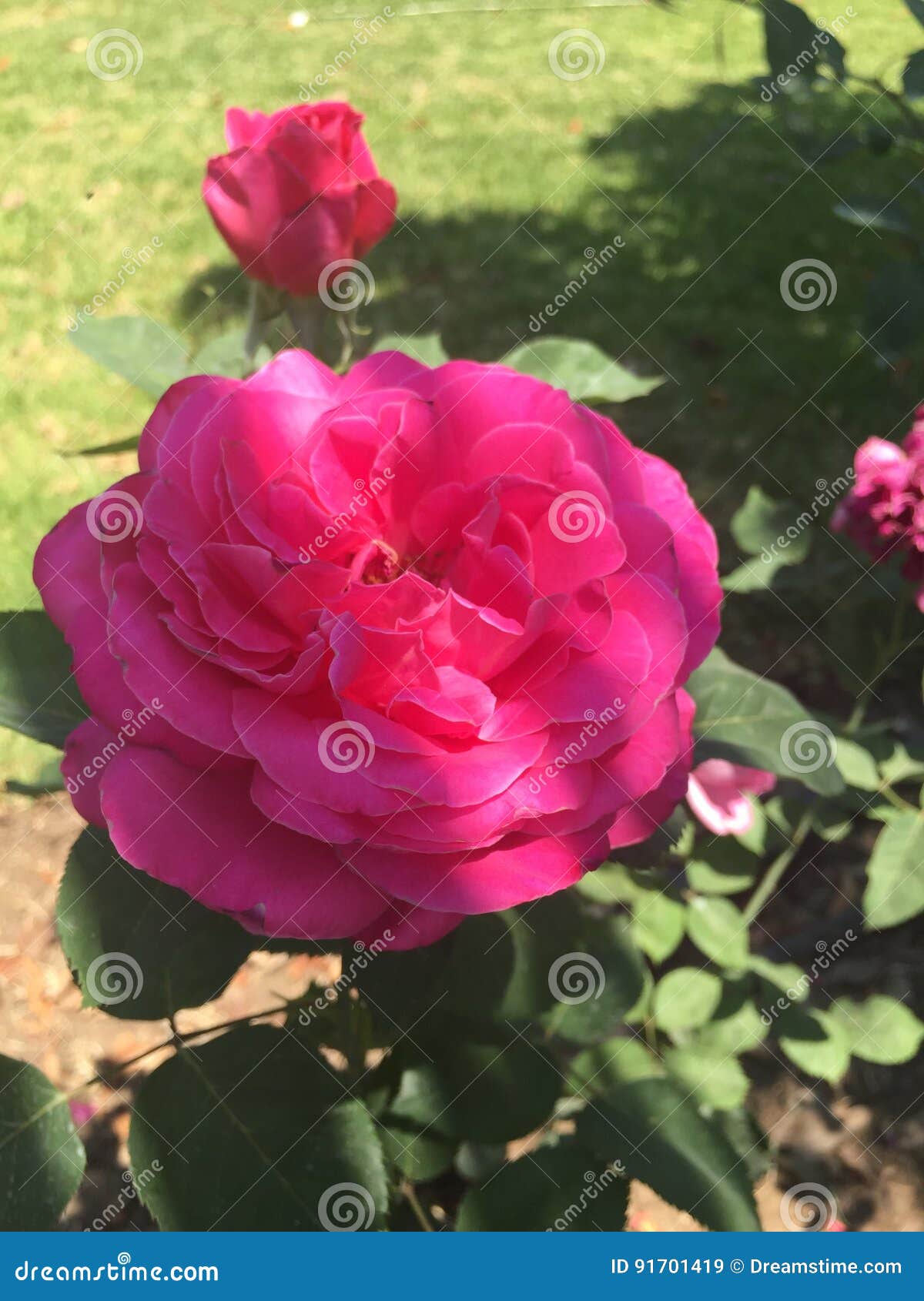Rose stock image. Image of pink, grass, green, rose, pretty - 91701419