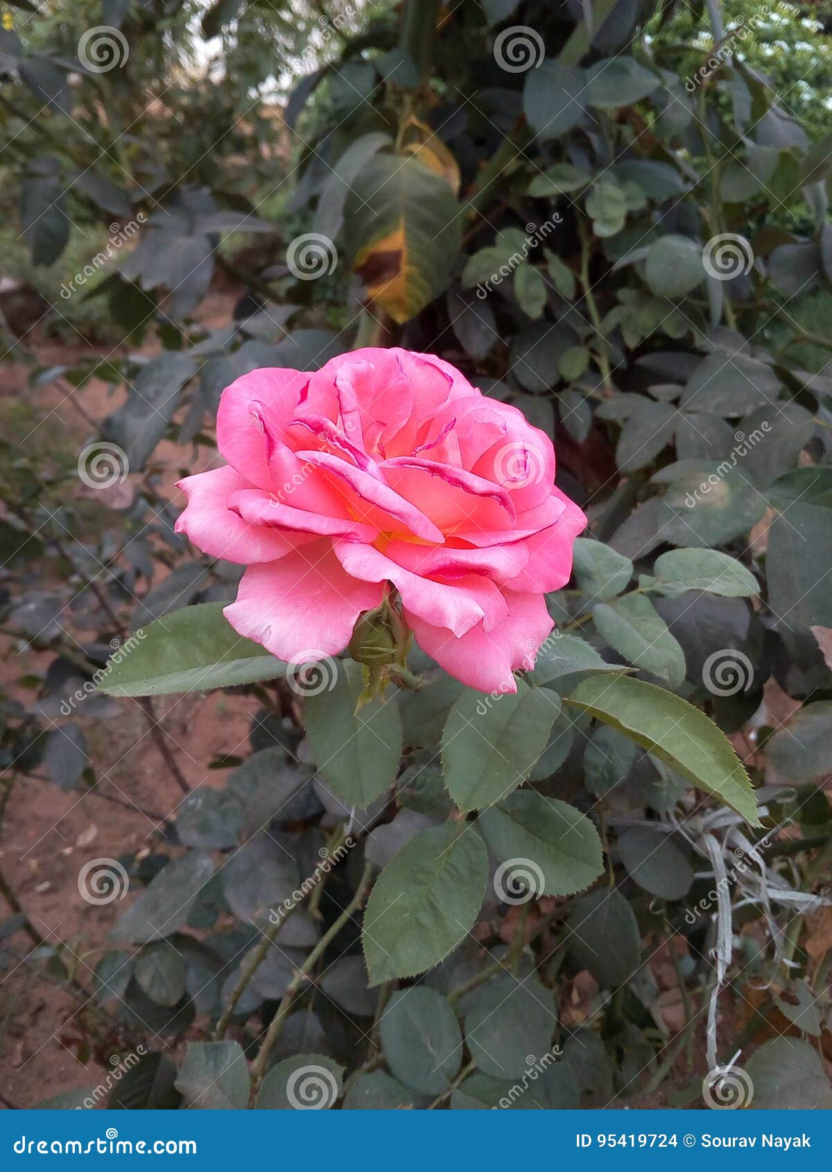 Rose photo stock. Image du fleur, normal, beau, rose - 95419724