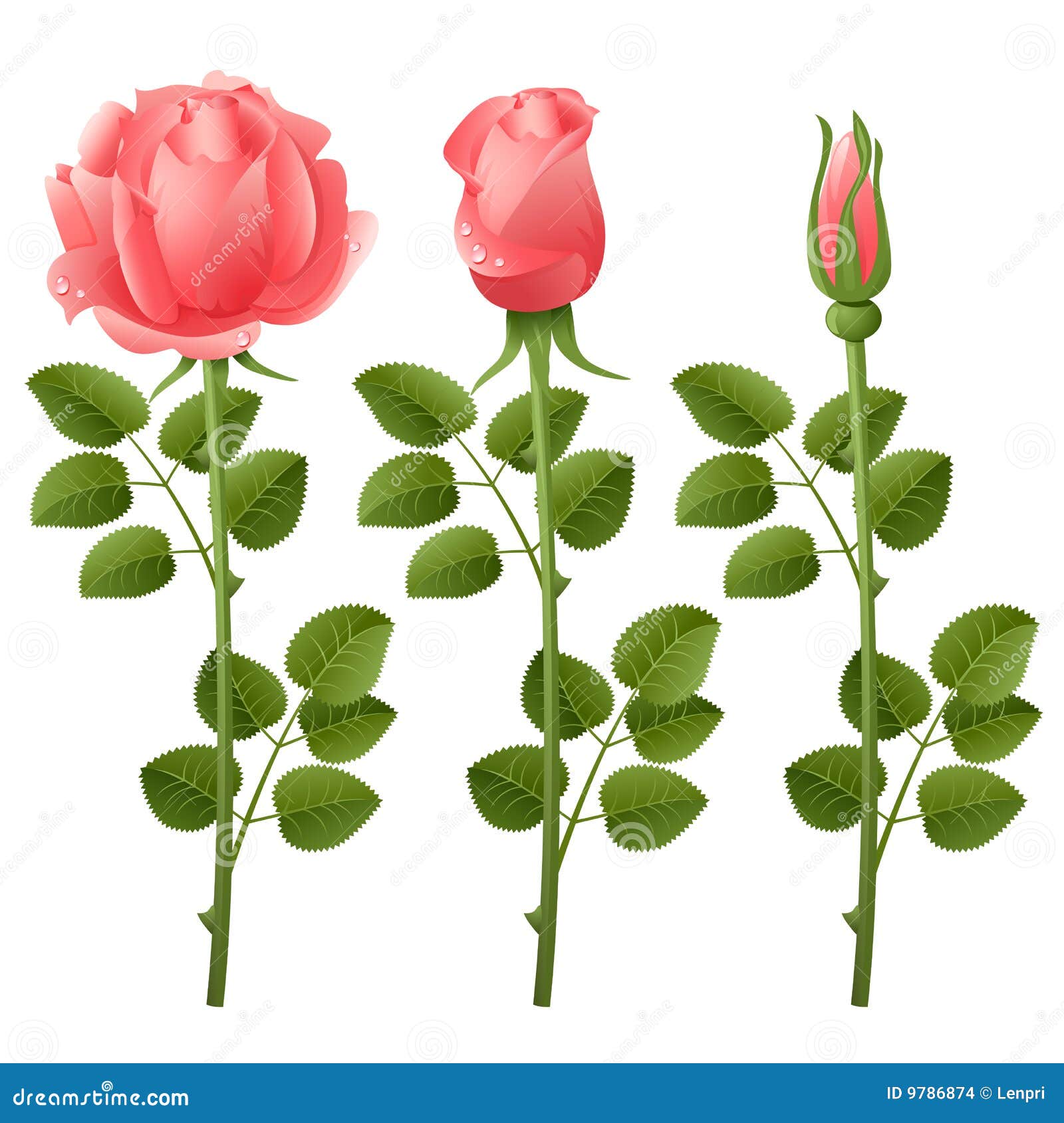 Rose illustrazione vettoriale. Illustrazione di petalo - 9786874