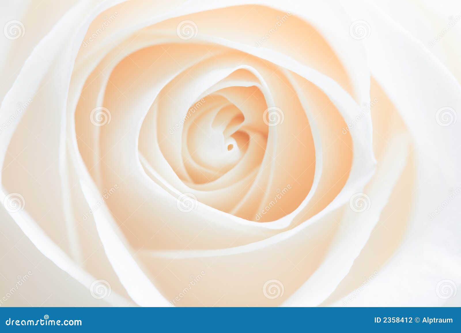 Rose abstract stock photo. Image of background, close - 2358412