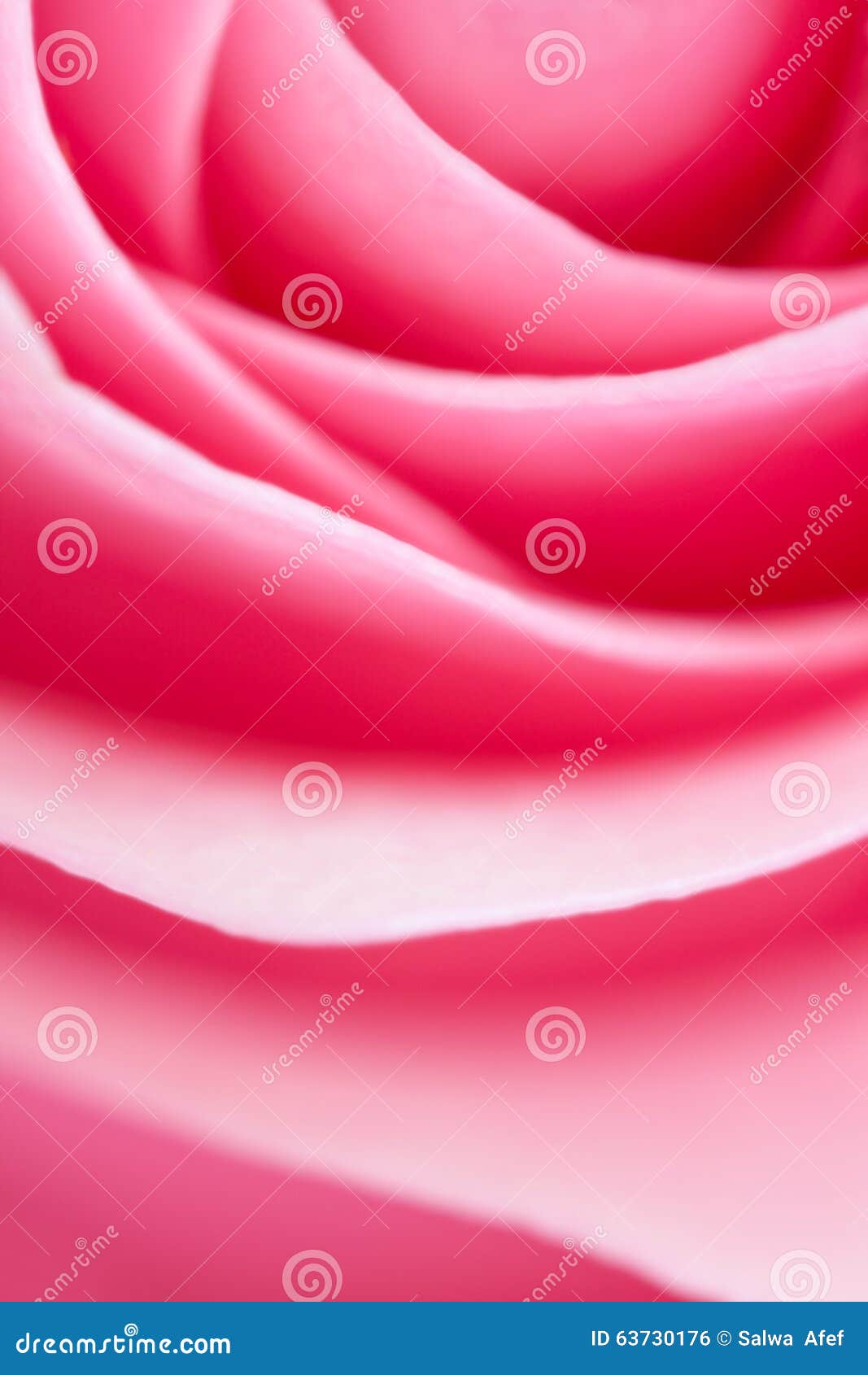 Rose Abstract stock photo. Image of floral, nature, petal - 63730176