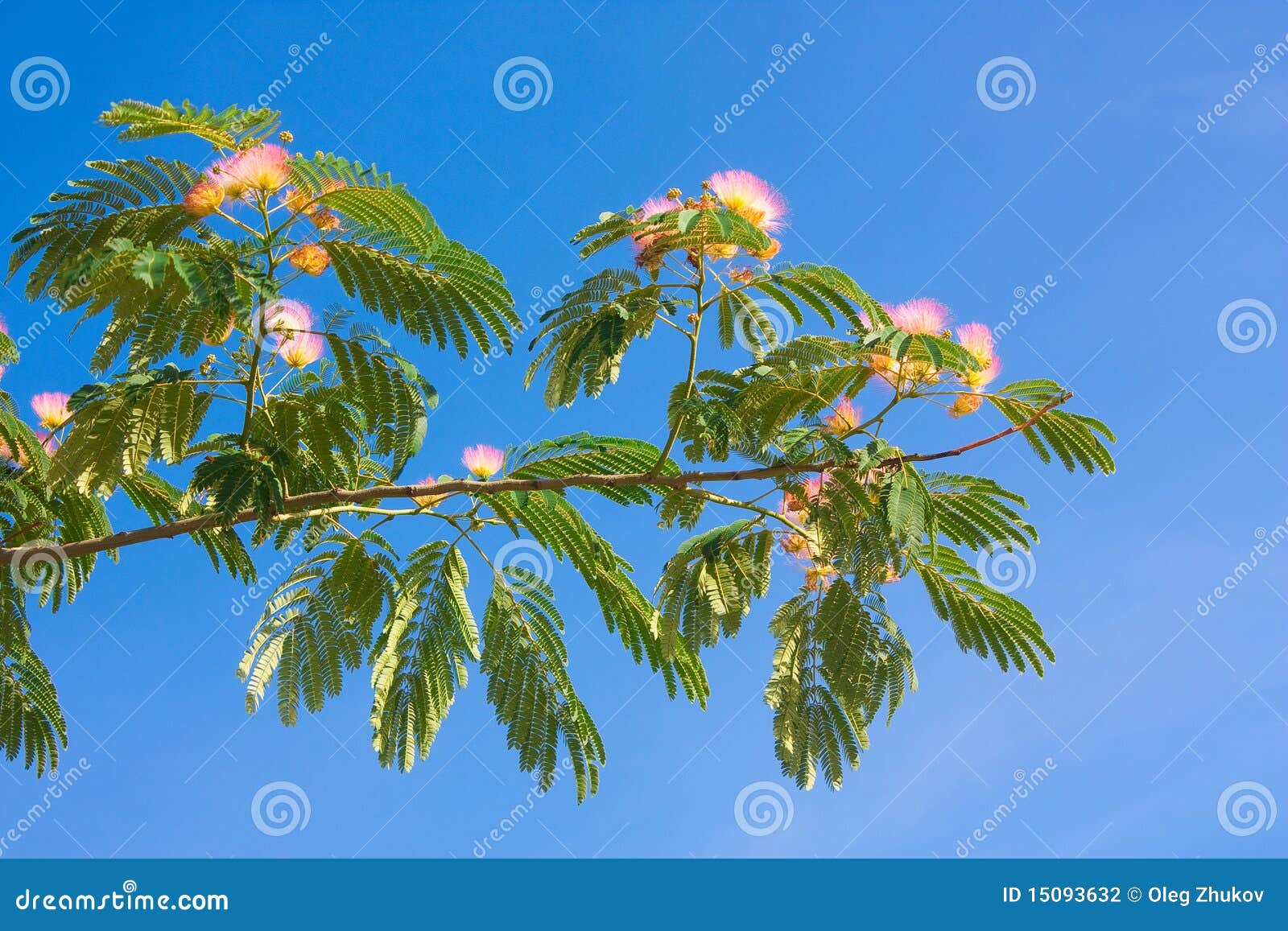 Acacia Branch On A Background Of Green Leaves Royalty-Free Stock Photo ...