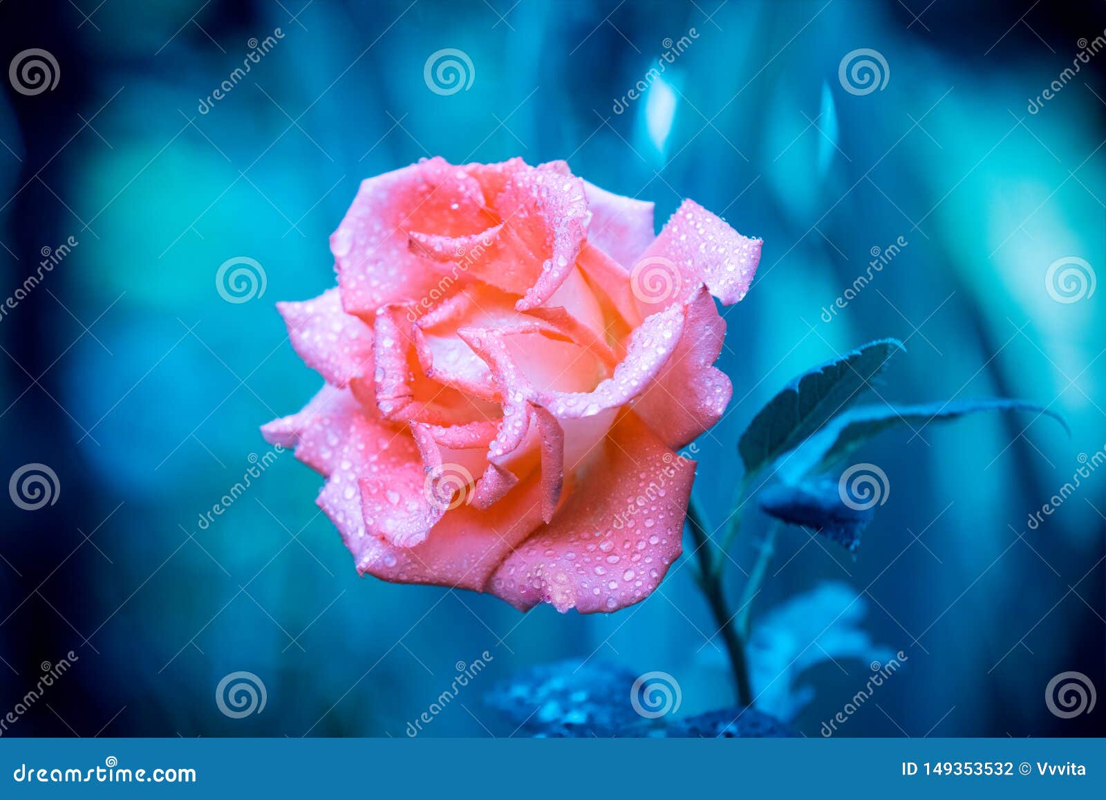 Rose Against Blue Background Stock Photo - Image of lawn, abstract ...