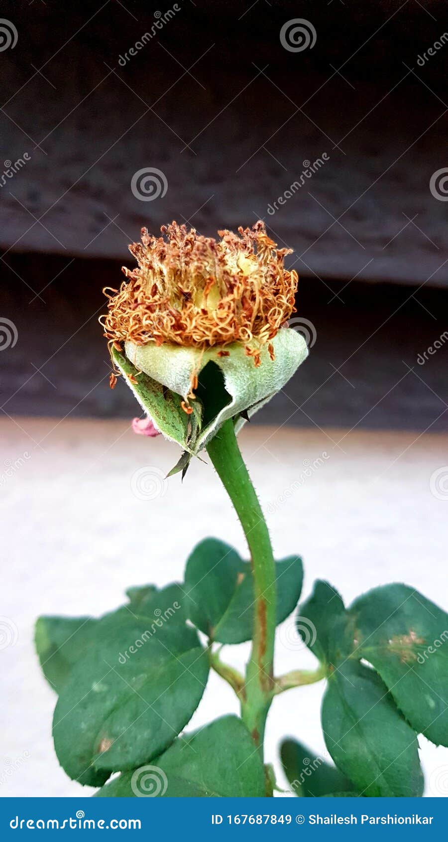 A Rose with All Its Petals Shredded Stock Image - Image of green, rose ...