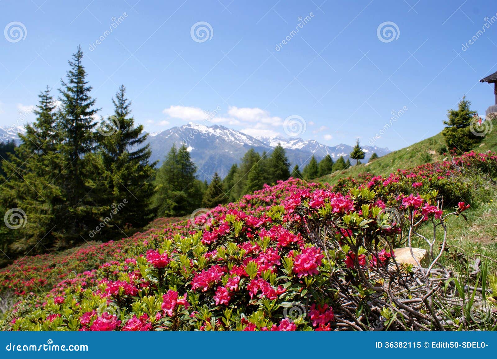 Rose Alpine E Montagne Innevate Immagine Stock - Immagine di montagna ...