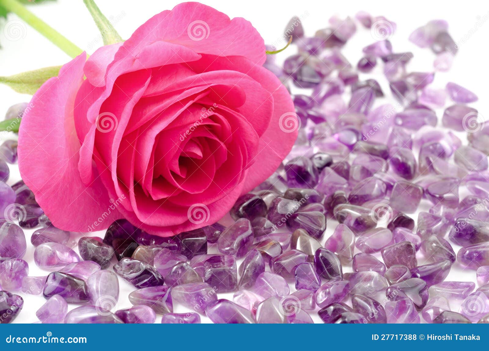 Rose and amethyst stock photo. Image of violet, tender - 27717388