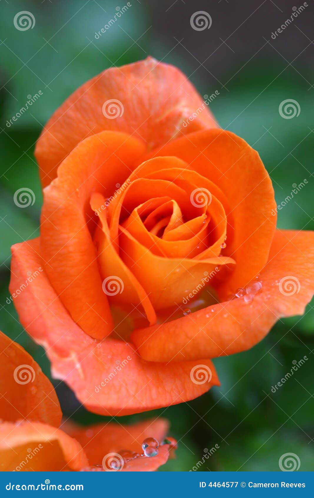 Rose anaranjada imagen de archivo. Imagen de primer, gotas - 4464577