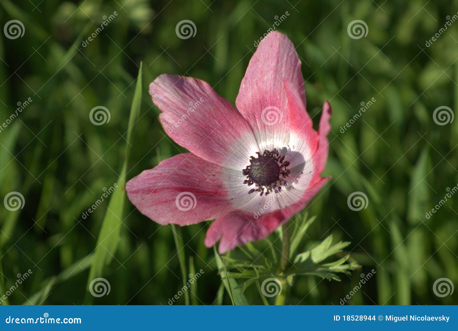 Rose Anemone at Spring in Holy Land Stock Photo - Image of land ...