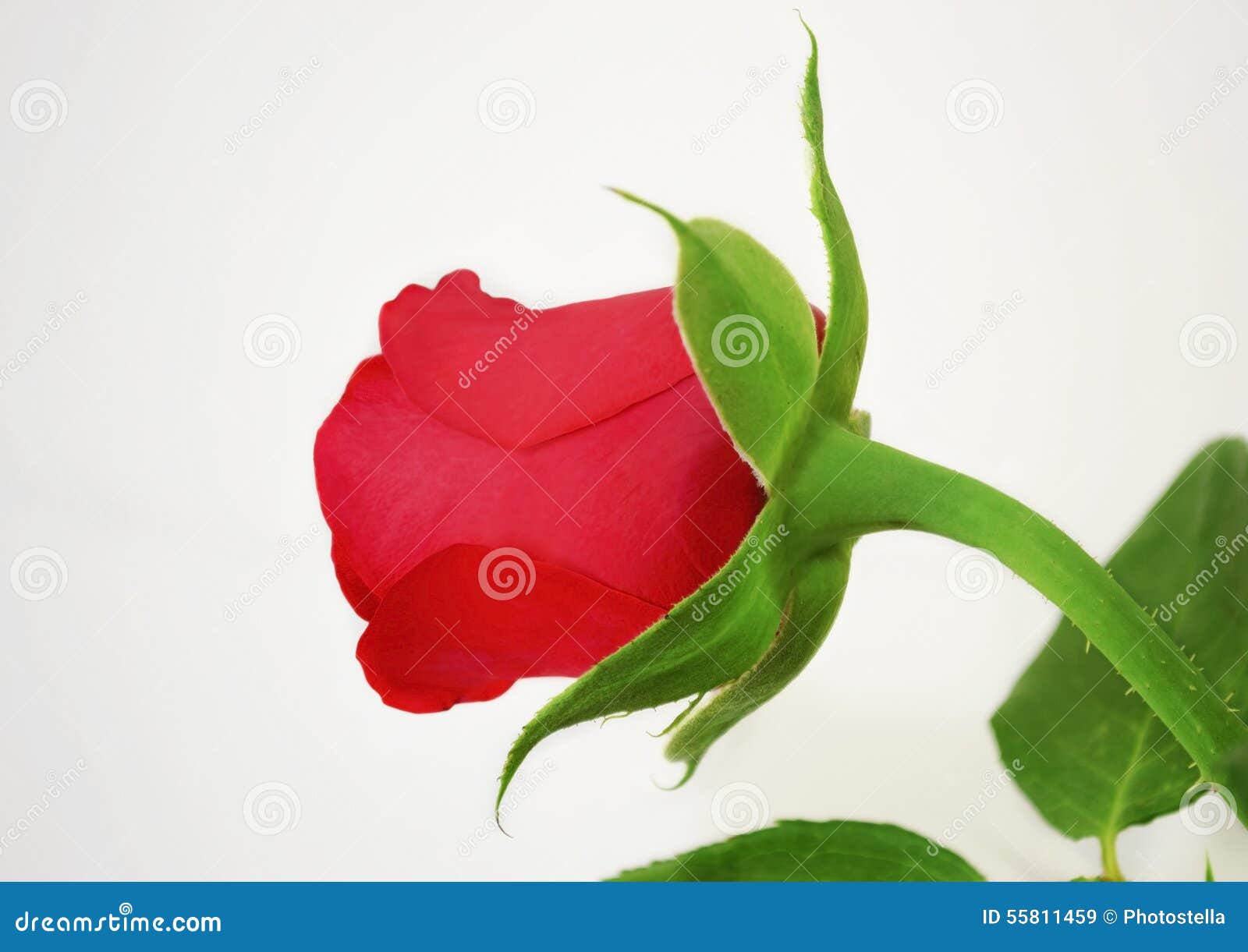 Rose angle view stock image. Image of stalk, angle, leaves - 55811459