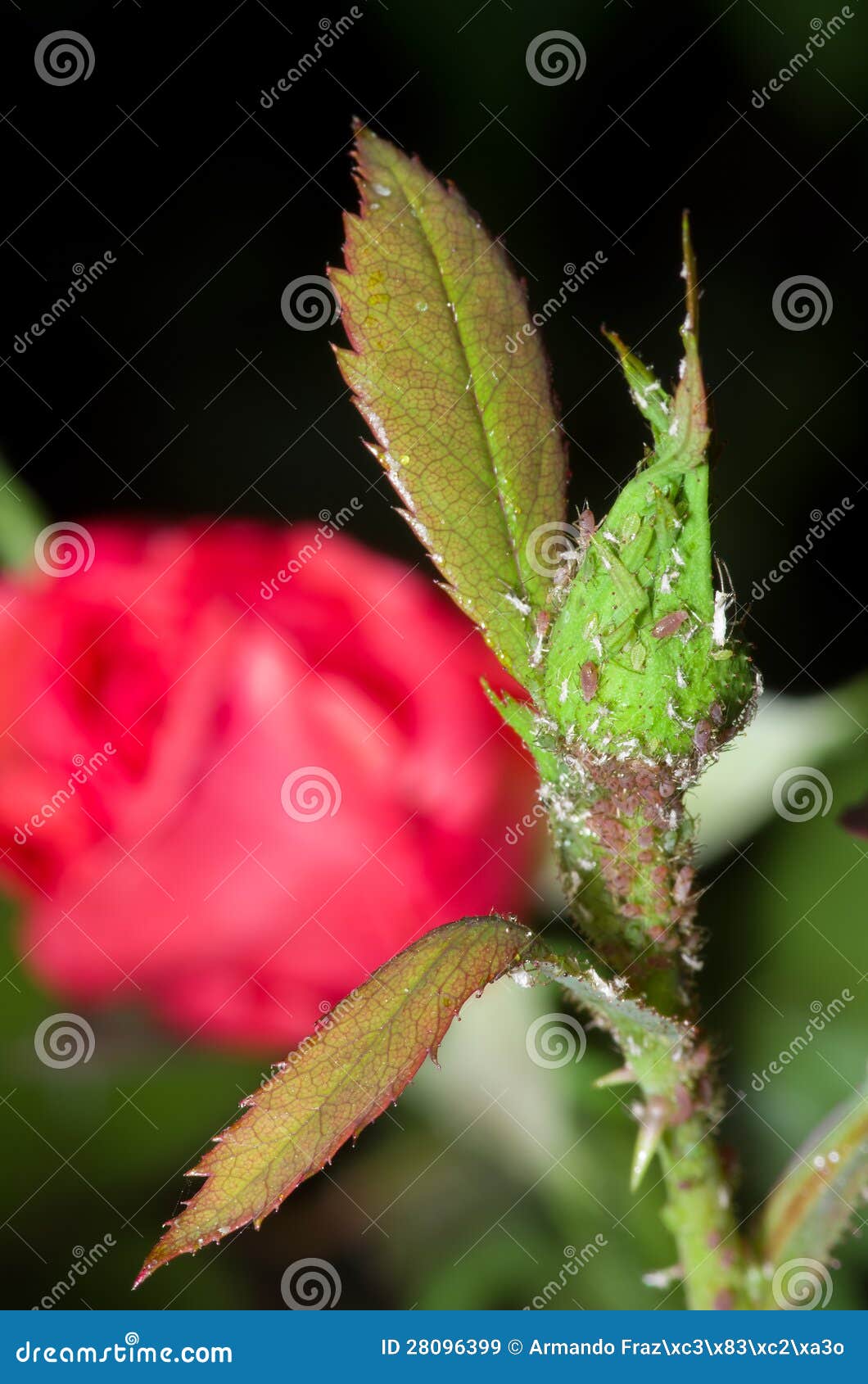 Rose Aphids infestation stock image. Image of greenfly - 28096399
