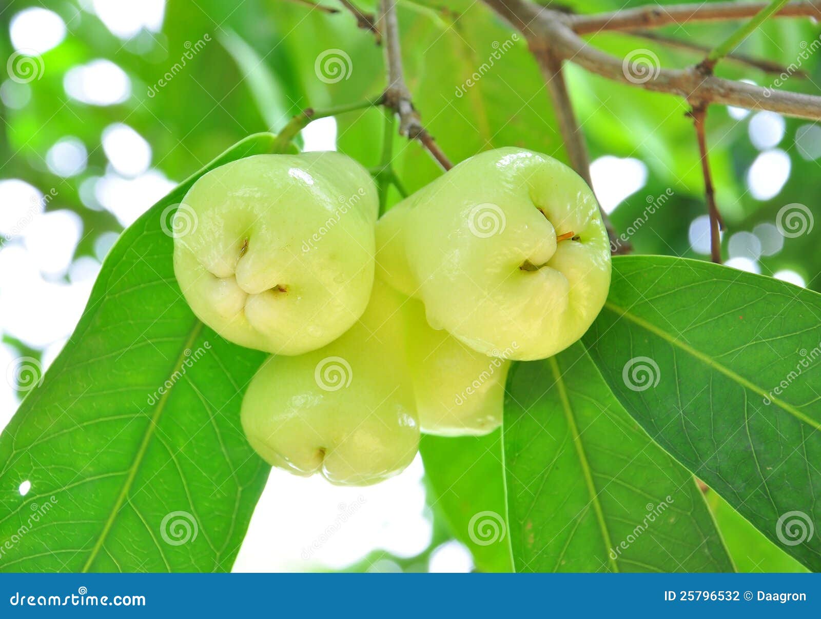 Rose apple stock photo. Image of crisp, apple, health - 25796532