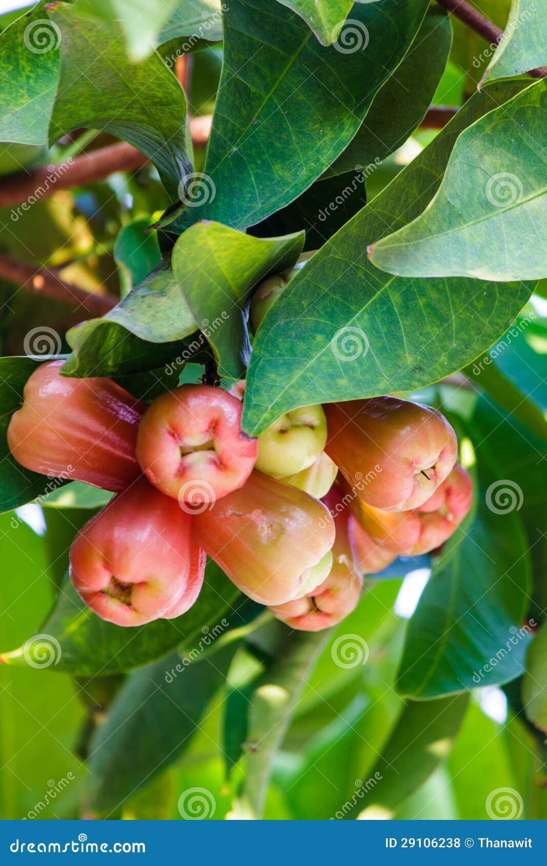 Rose-apple stock photo. Image of refreshing, garden, apple - 29106238