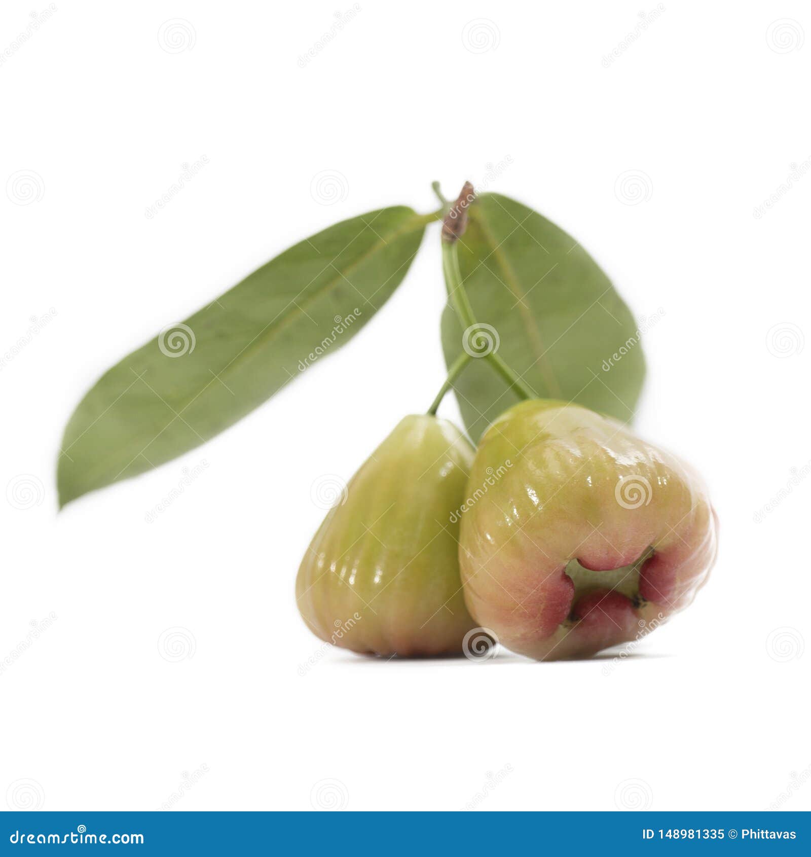 Bell Fruit (syzygium Aqueum) Also Known As Water Apple Royalty-Free ...