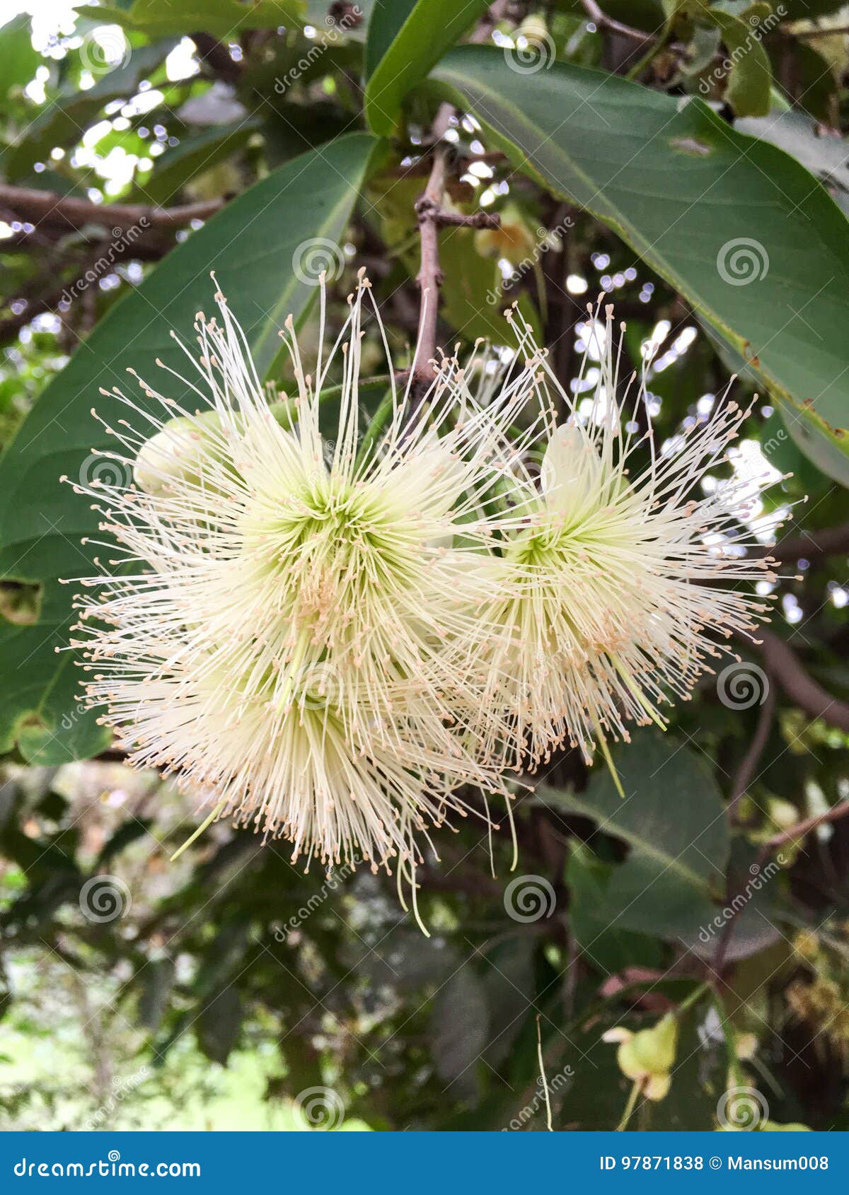 Rose Apple flower stock photo. Image of natural, white - 97871838