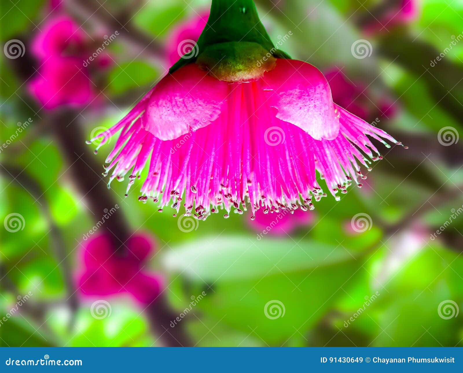 Rose apple flower on tree stock image. Image of asia - 91430649