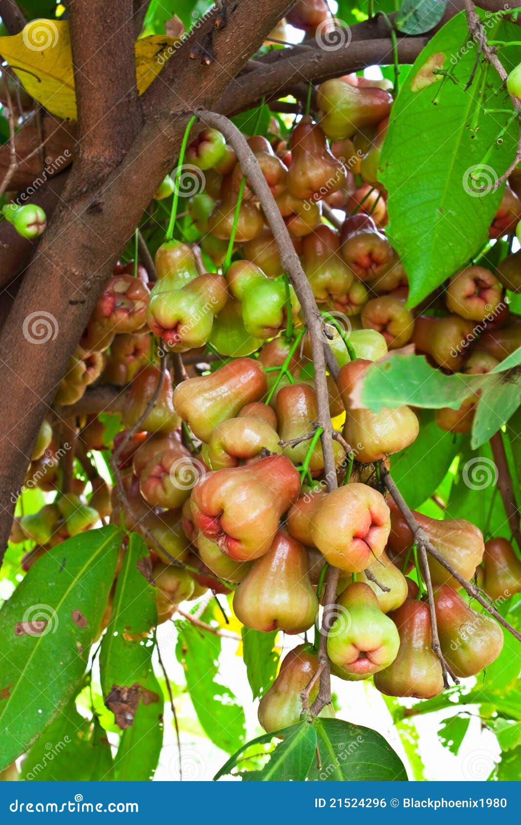 Rose-Apple fruit stock photo. Image of pile, food, cuisine - 21524296
