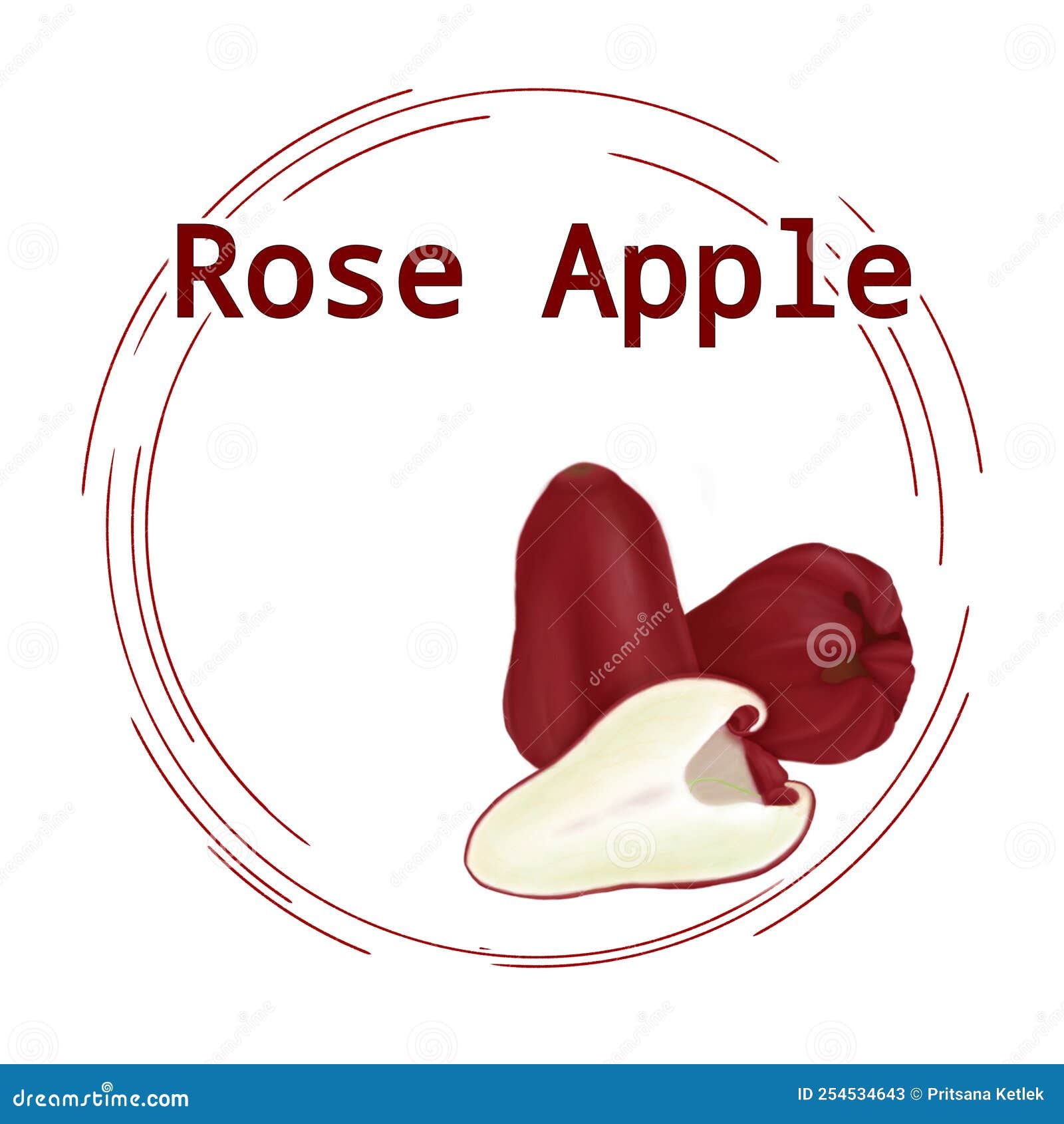 Rose Apple Fruit Hand Drawing Stock Illustration - Illustration of rose ...