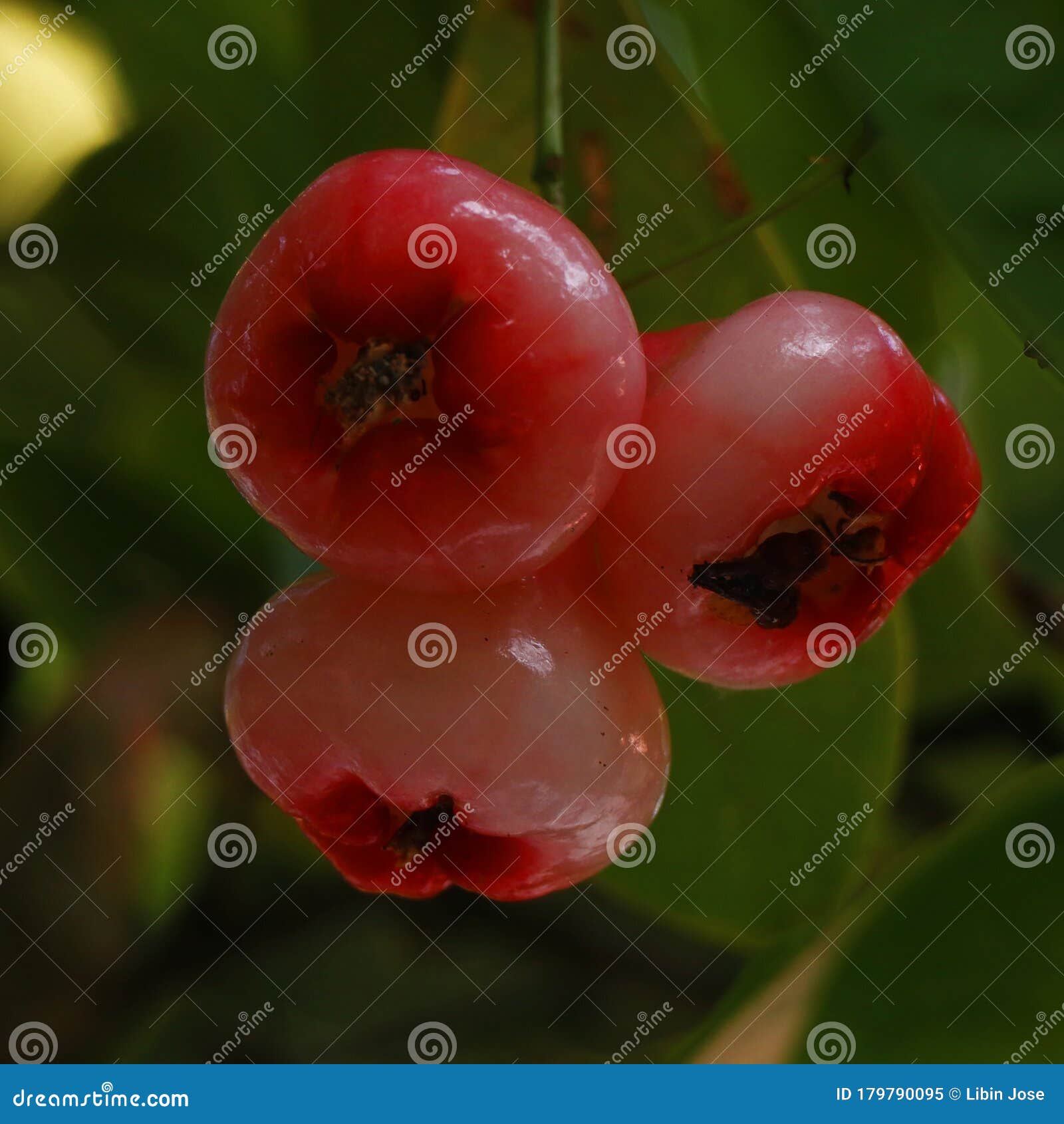 Rose Apple Fruit or Jambu Airon in a Tree Stock Image - Image of edible ...