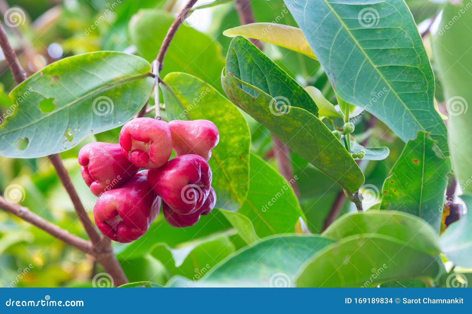 Rose Apple on tree. stock photo. Image of java, bunch - 169189834