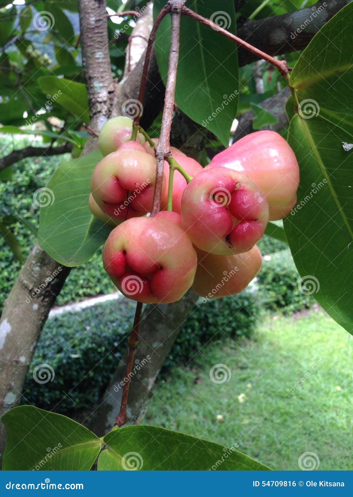 Rose apple stock photo. Image of apple, leaves, fruit - 54709816
