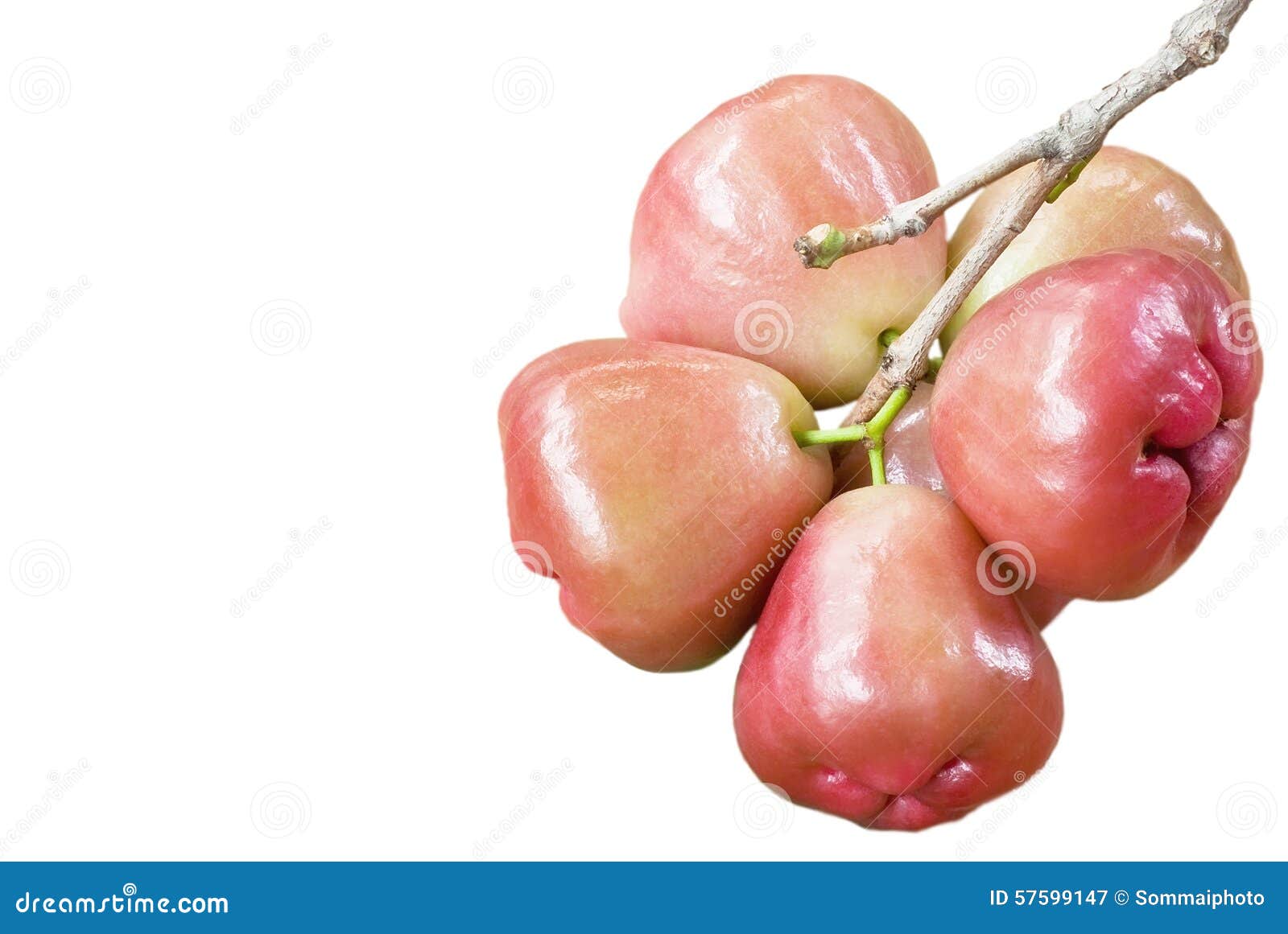 Rose apple stock image. Image of beautiful, food, fresh - 57599147