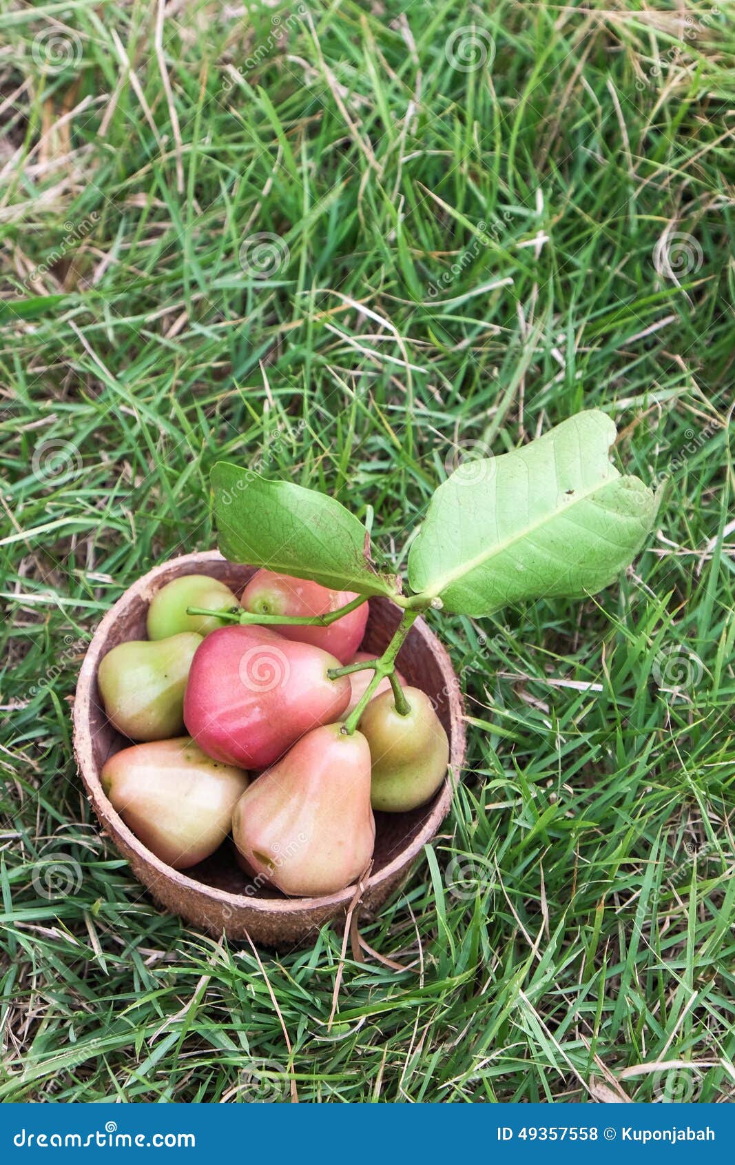Rose apple stock photo. Image of group, tropical, juicy - 49357558