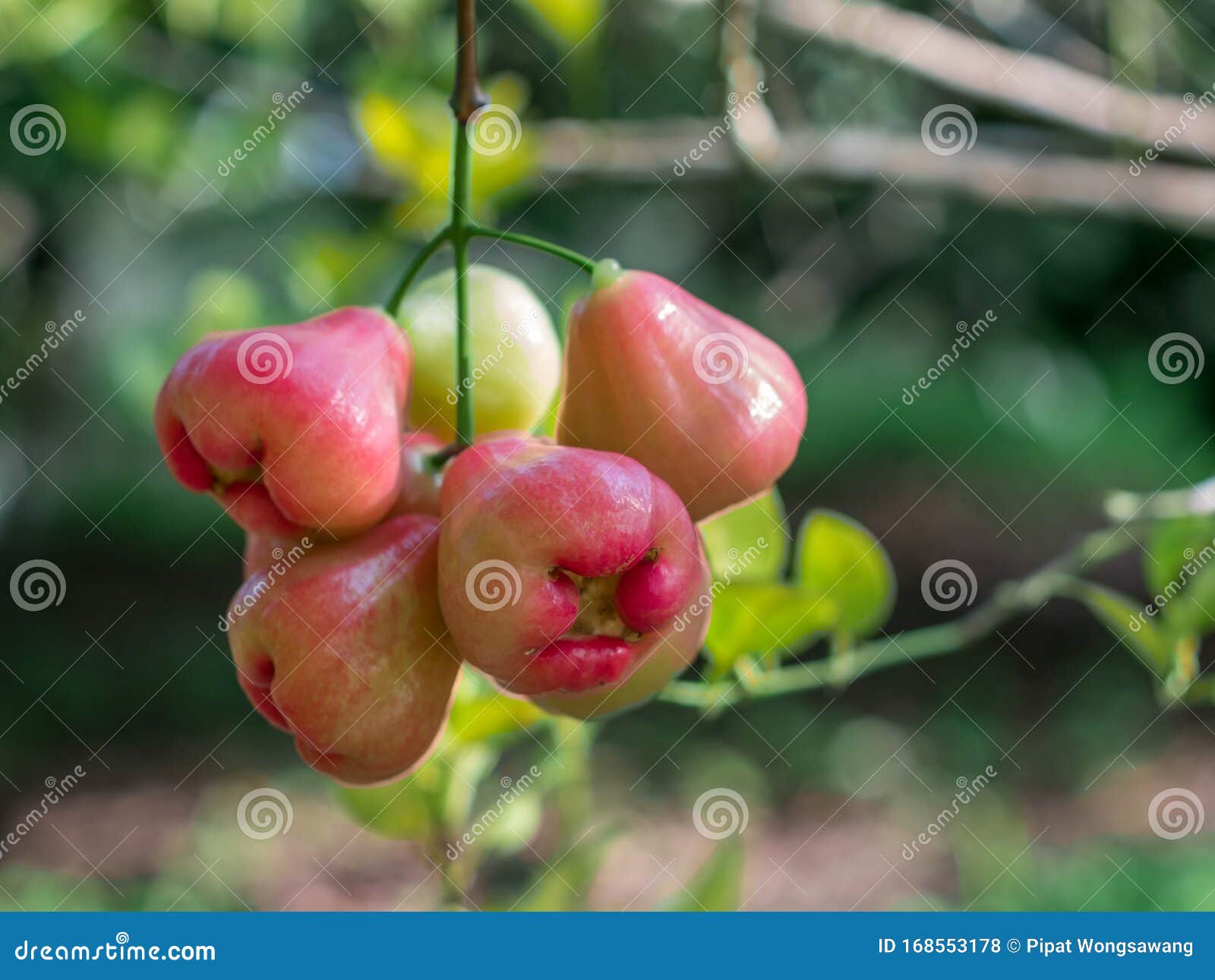 Rose Apple on a Natural Tree Stock Photo - Image of food, malabar ...