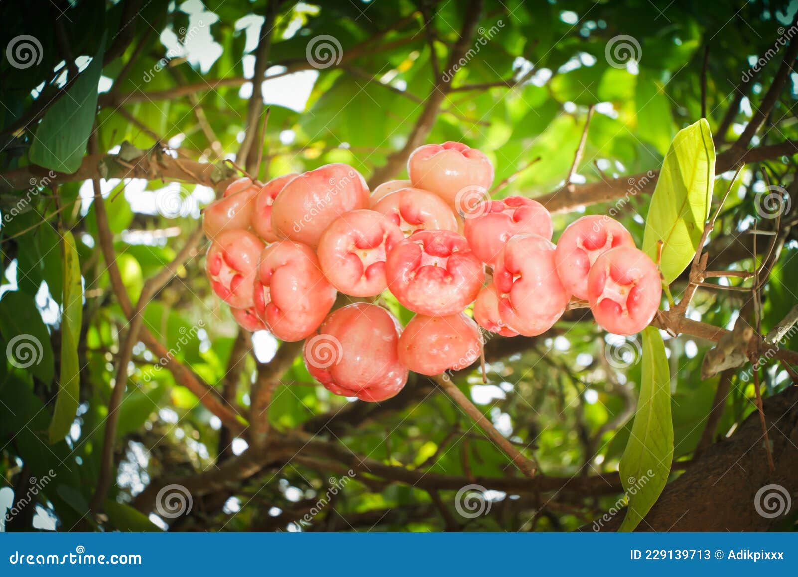 Rose apple stock image. Image of edible, color, background - 229139713