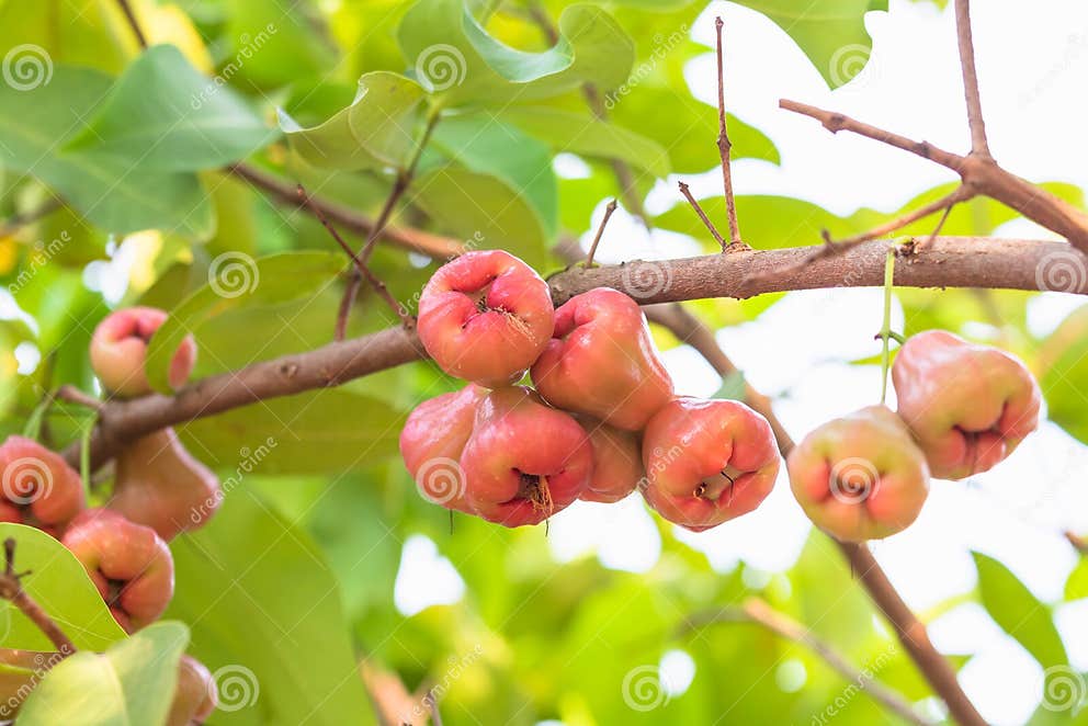 Rose apple on tree stock photo. Image of health, flower - 123964890