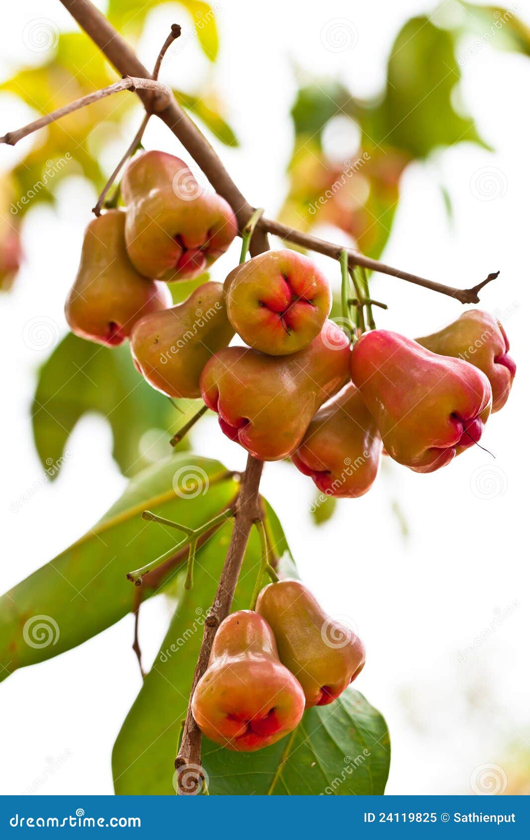 Rose Apple on Tree in Garden Stock Image - Image of fruit, fluid: 24119825
