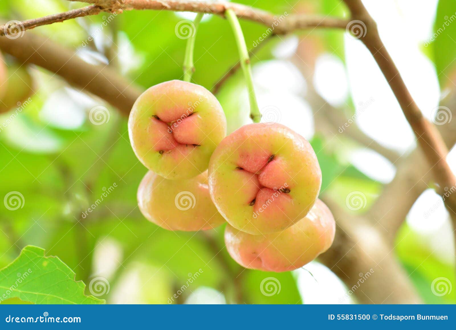 Rose Apple on Tree in Garden Stock Photo - Image of fruit, garden: 55831500