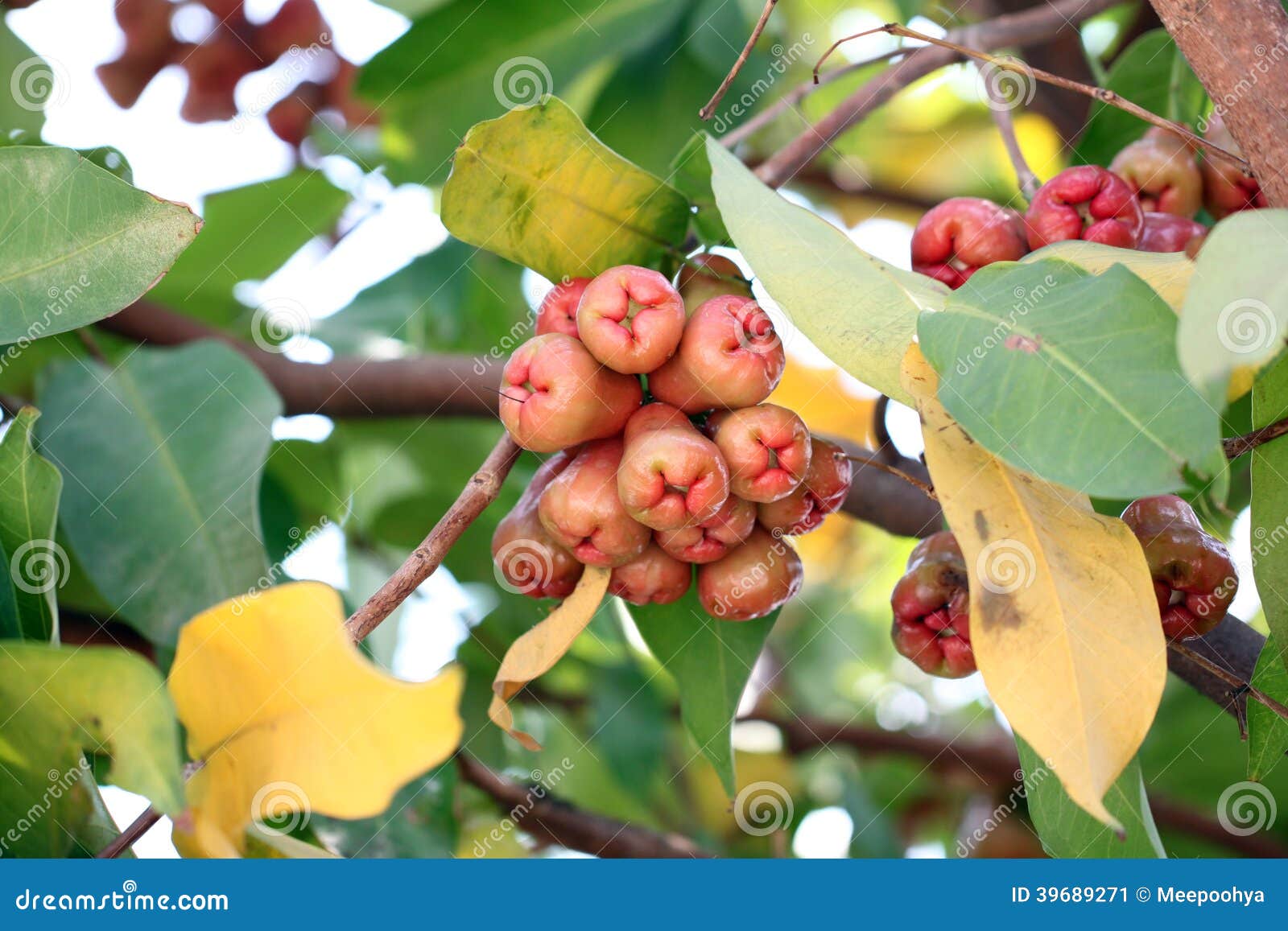 Rose apple on tree. stock image. Image of vegetables - 39689271