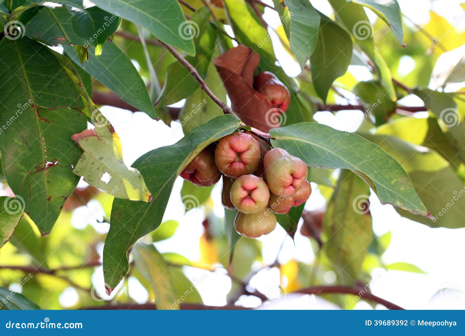 Rose apple on tree. stock photo. Image of rose, leaves - 39689392