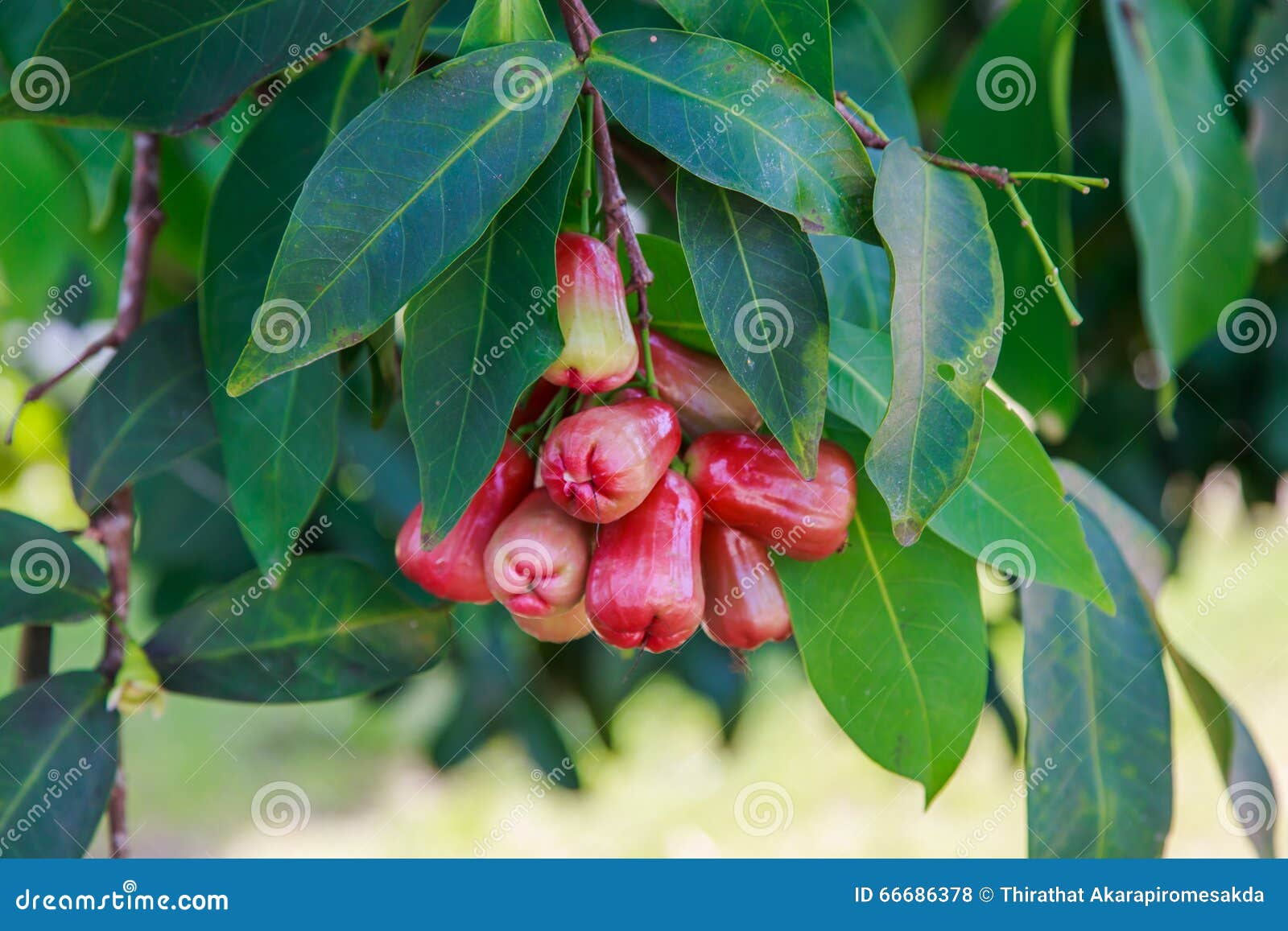 Rose apple on tree. stock photo. Image of nature, local - 66686378