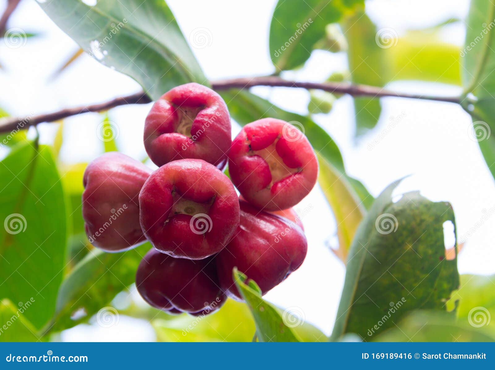 Rose Apple on the tree stock photo. Image of health - 169189416