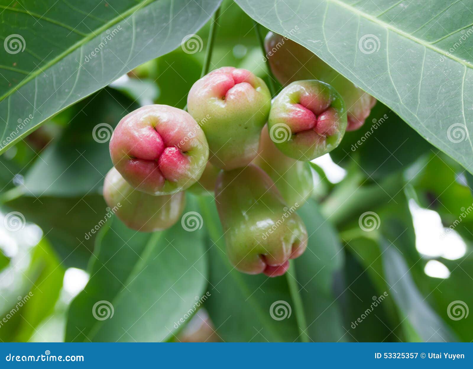 Rose apple on the tree stock image. Image of apple, fresh - 53325357