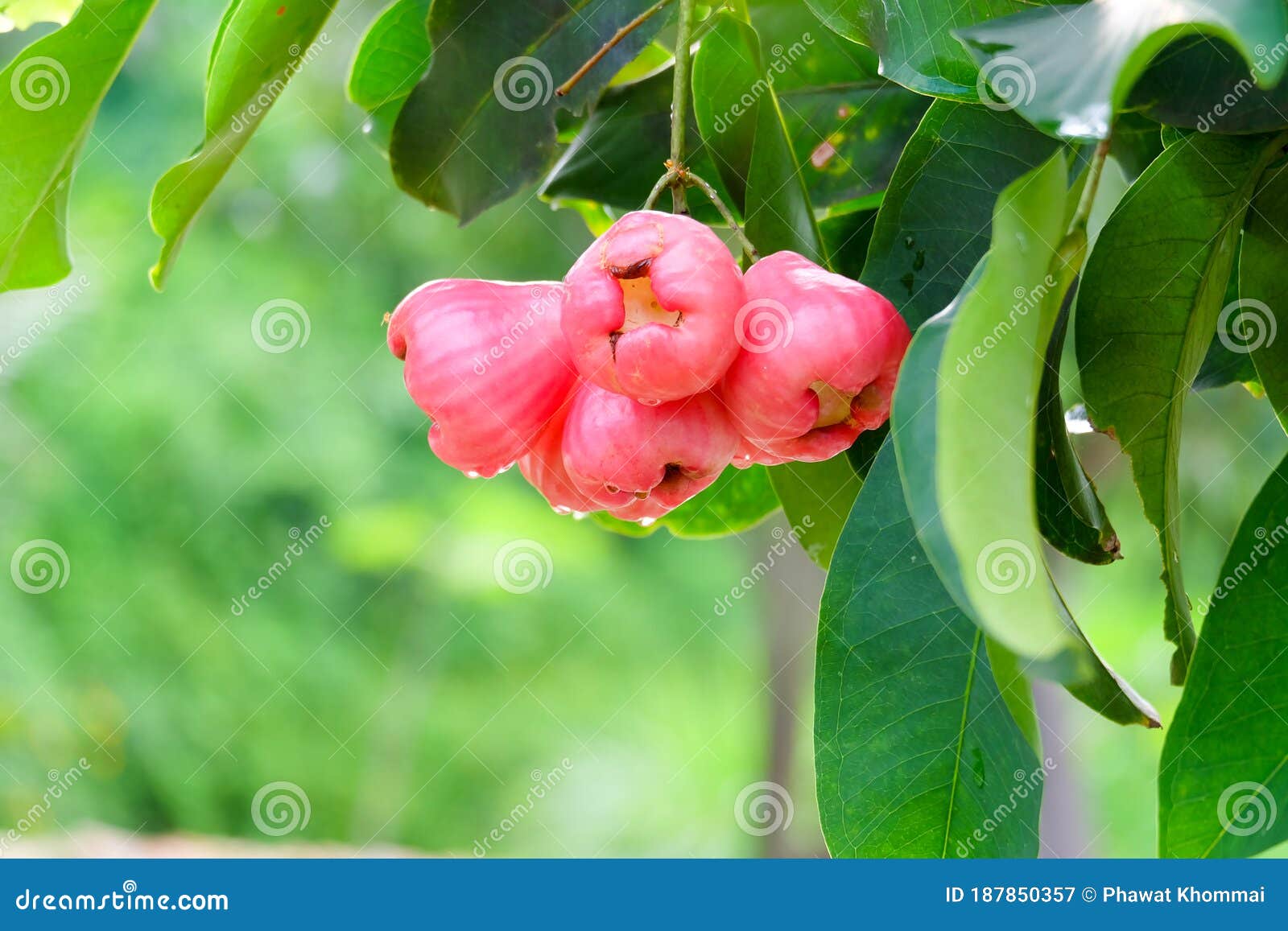 Rose apple on the tree stock image. Image of healthy - 187850357